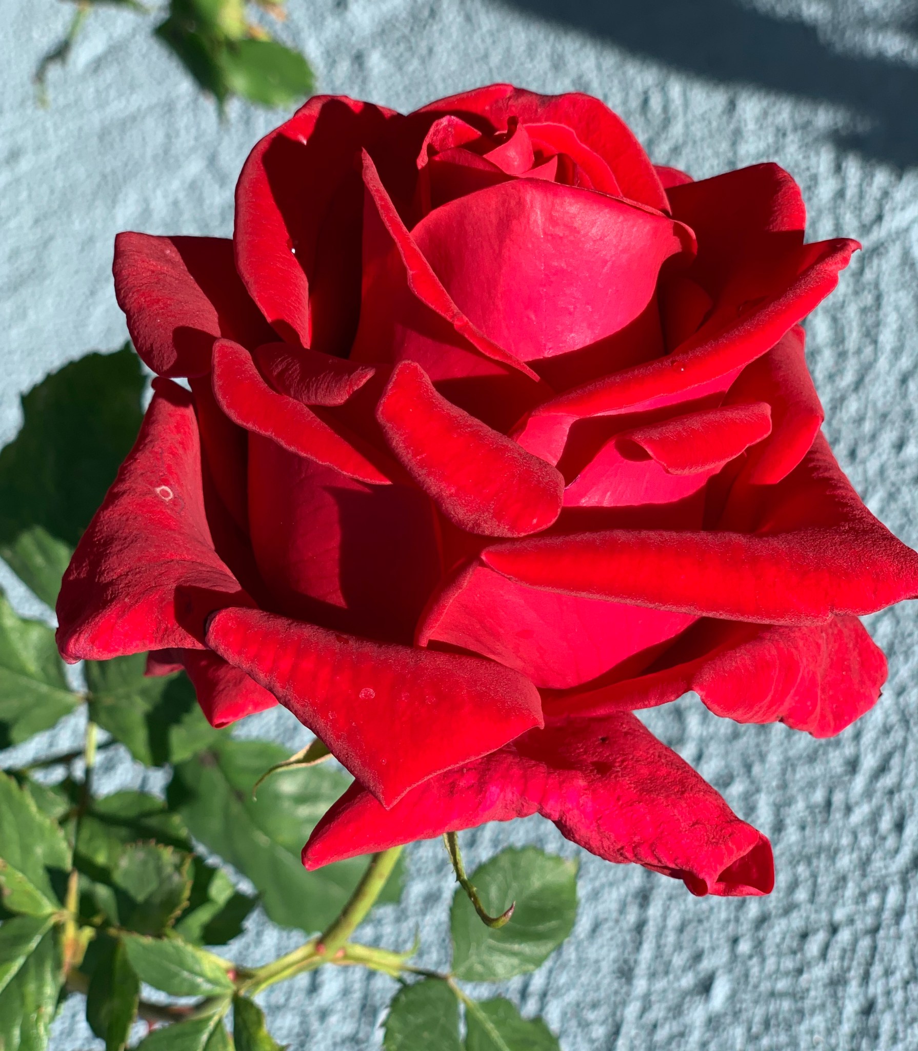 The Essence of Entertaining – Mrs. Arabella Huntington’s Tablescapes ...